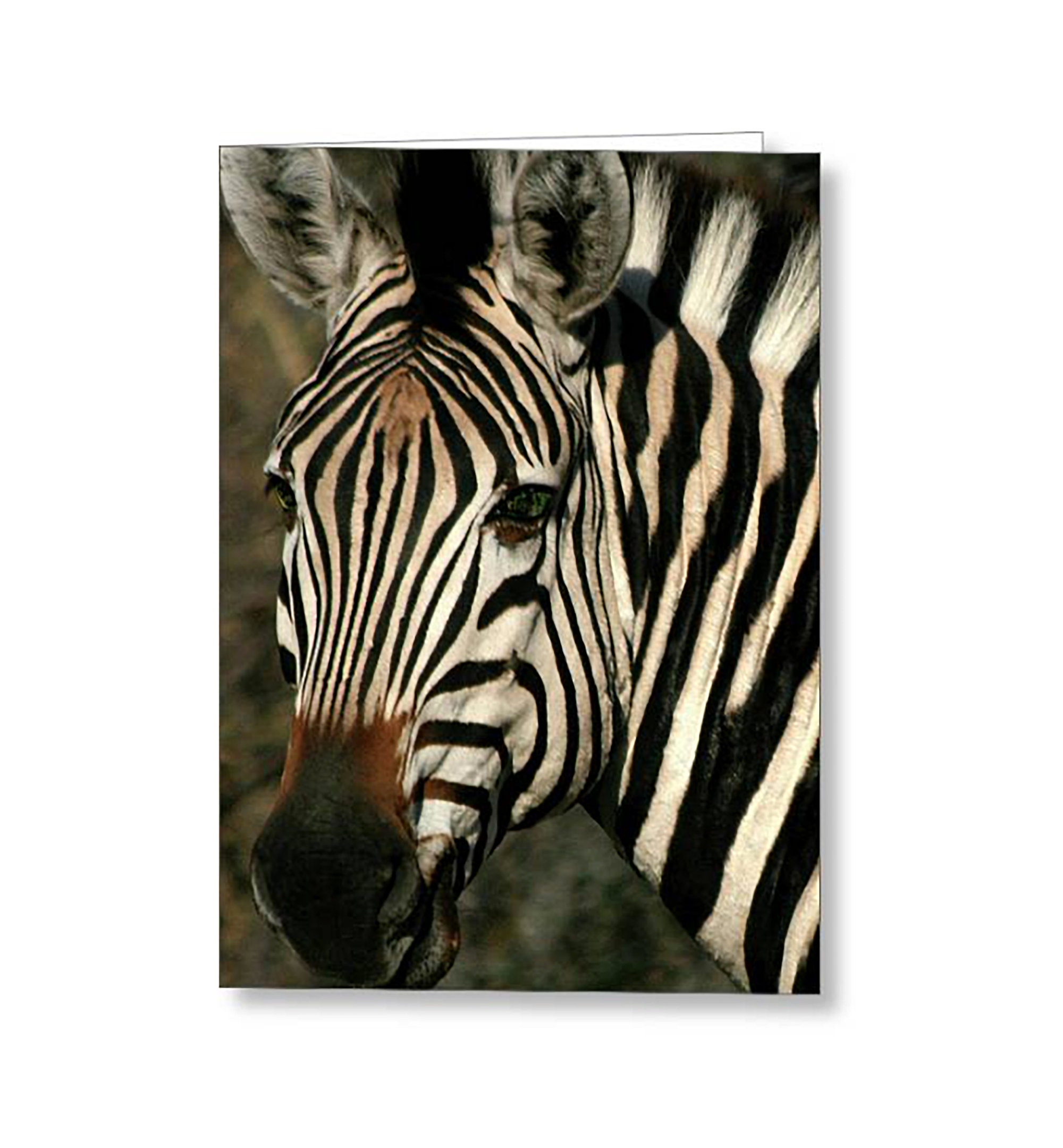 Zebra Eye Close up Greeting Card. Zebra Face. Safari Lover's Greeting ...