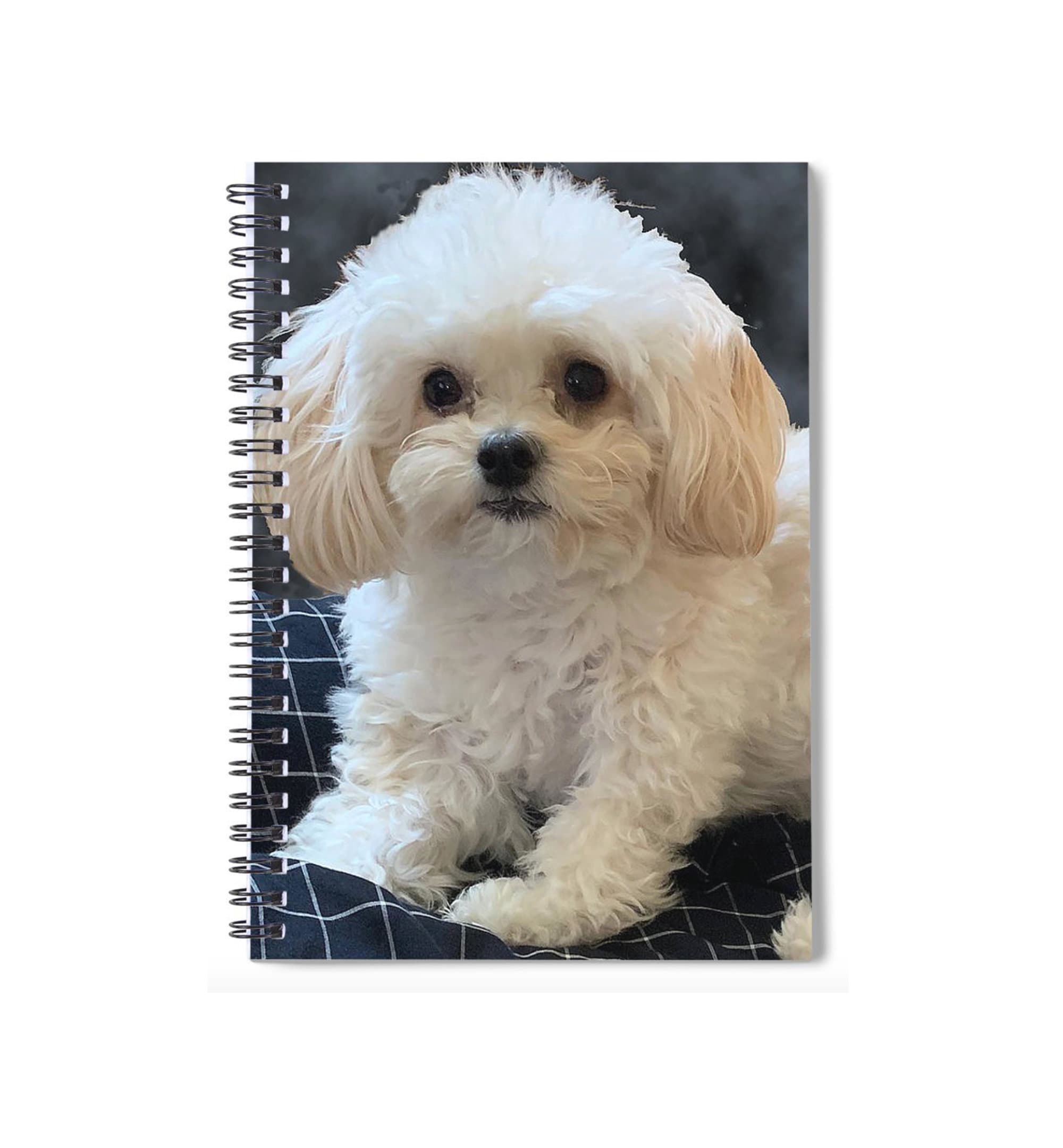 Maltipoo Mix White Dog Spiral Notebook. Loveable White Maltipoo on Navy ...