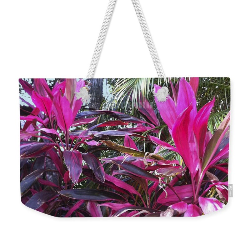 Ti Plant - Etsy