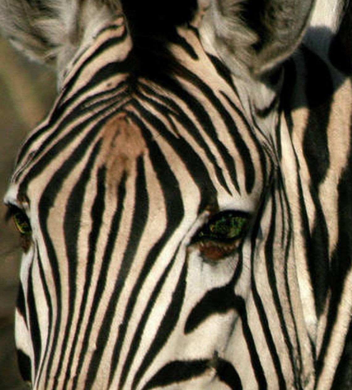 Zebra Eye Nahaufnahme Druck. Zebra-Gesicht-Druck. Safari-Liebhaber ...