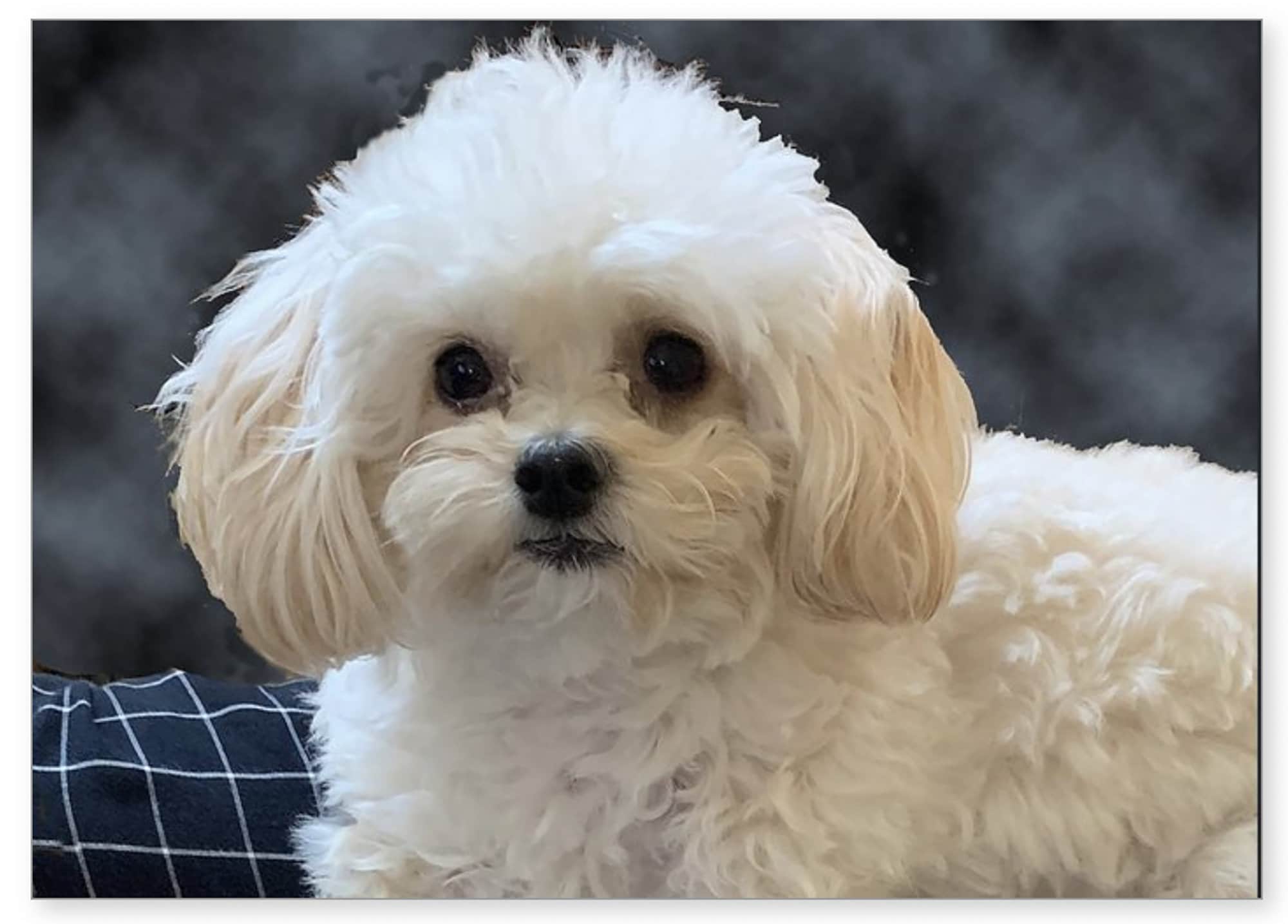 White Maltese Poodle Mix