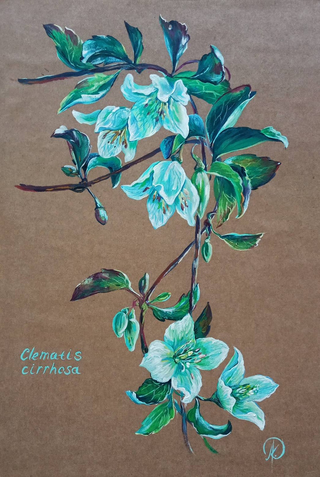 Botanical Acrylic Drawing, Clematis Flowers Painting on Paper - Etsy