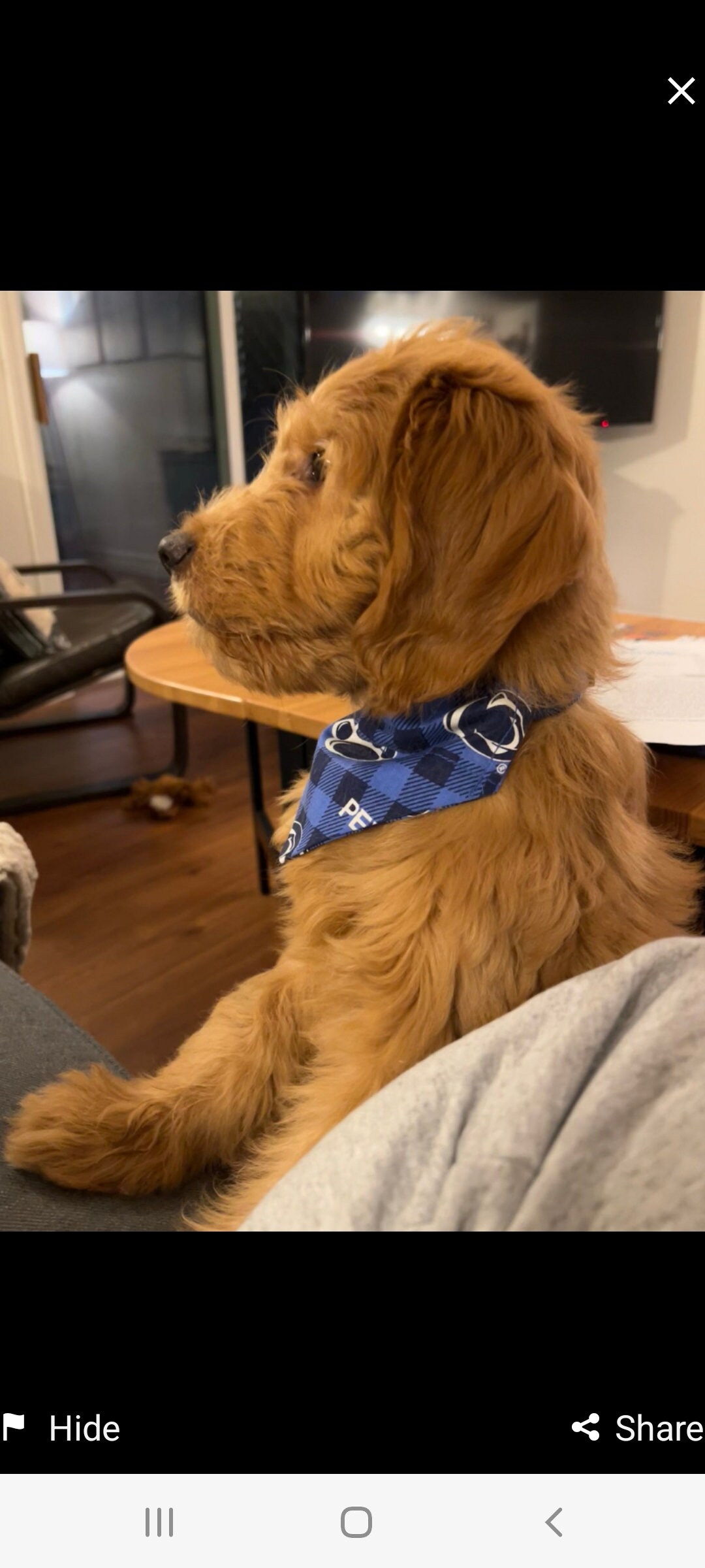 Penn State Dog and Cat Bandana With Optional Personalization - Etsy