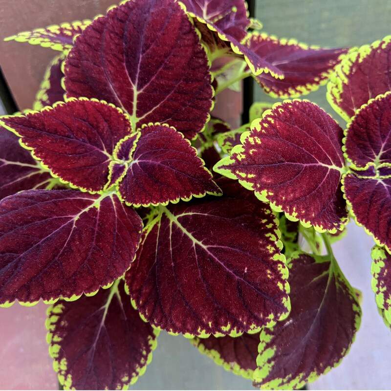 Coleus - Etsy