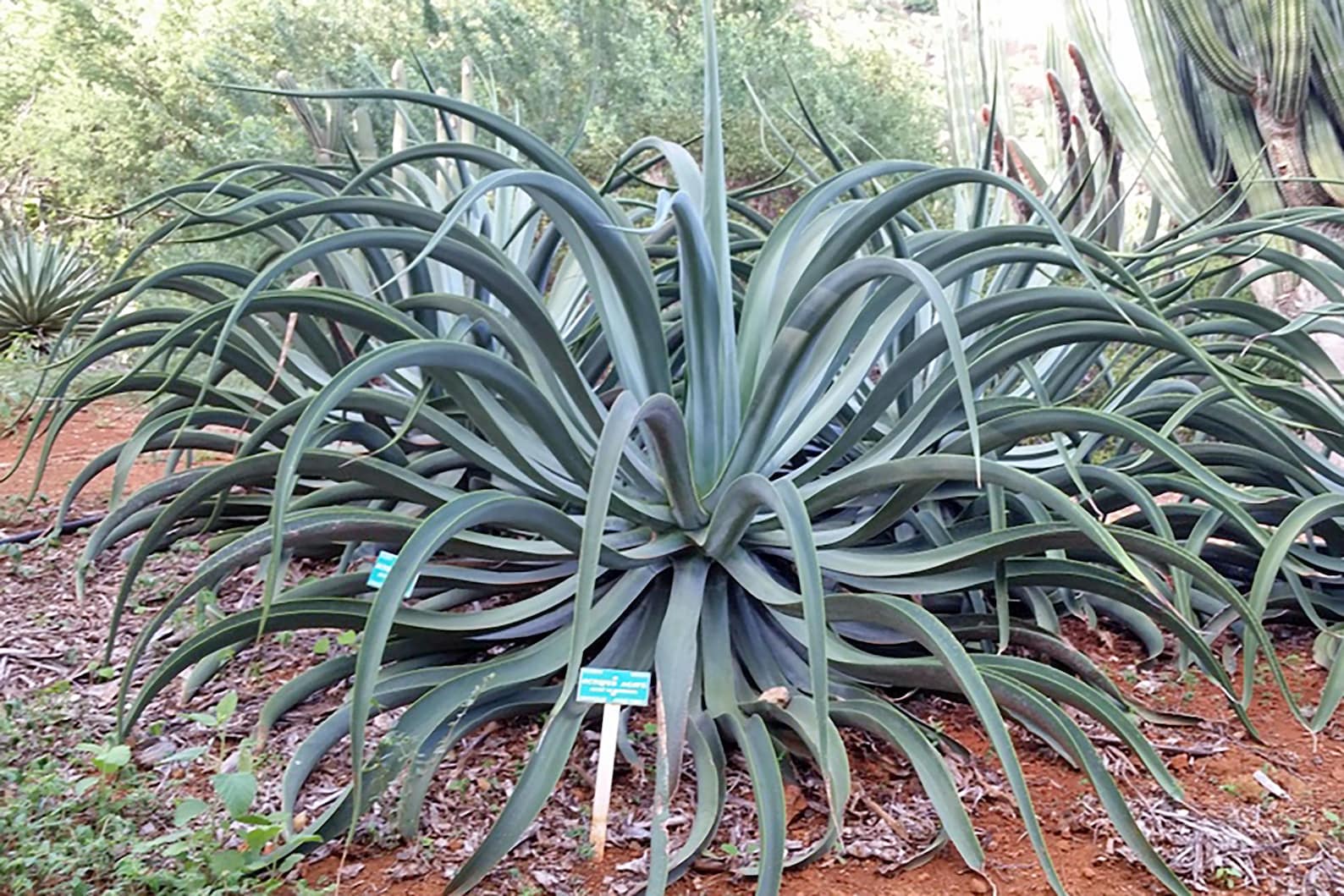 2 Pot OCTOPUS AGAVE Agave vilmoriniana Succulent | Etsy