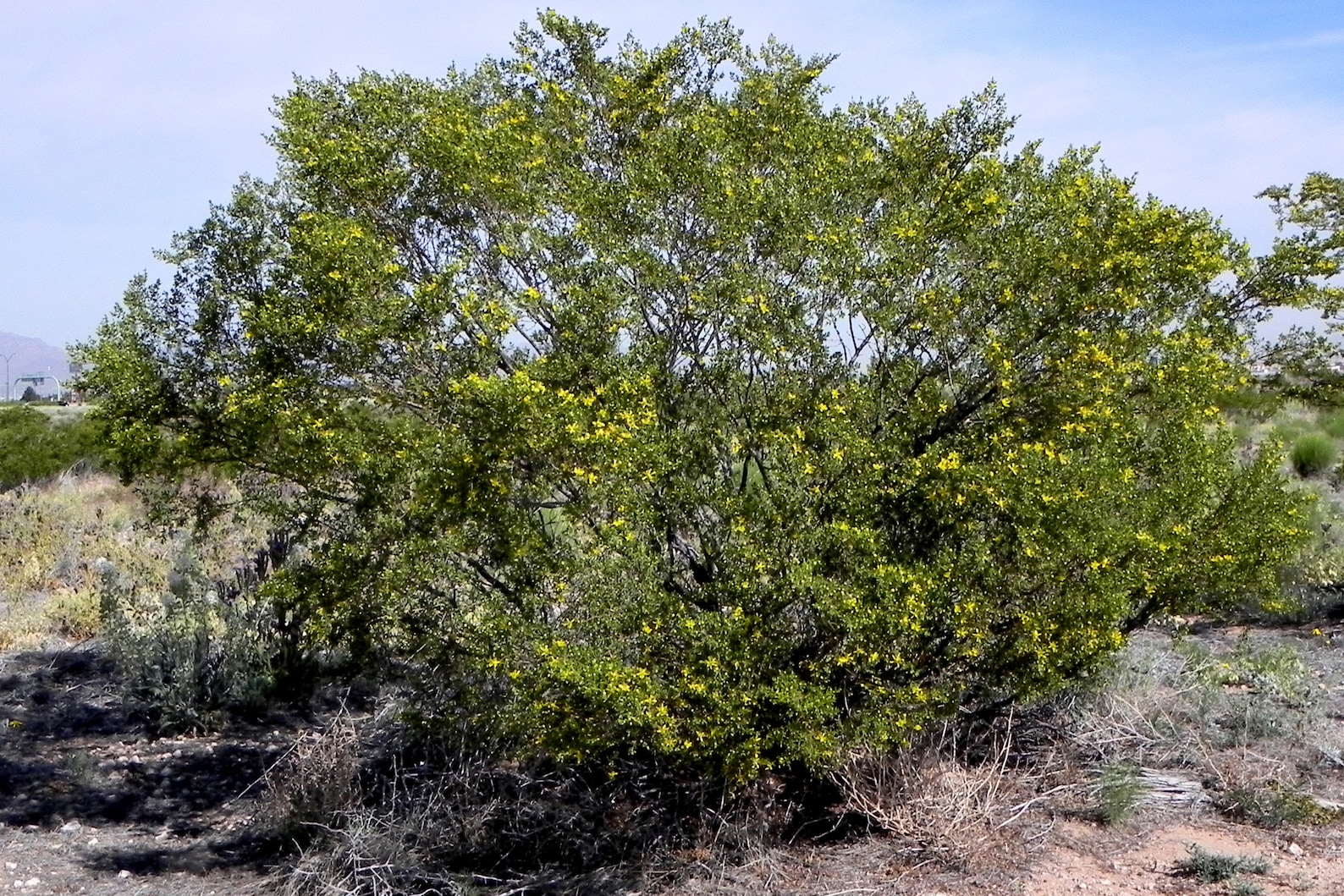 CREOSOTE BUSH SEEDS Larrea tridentata | Etsy