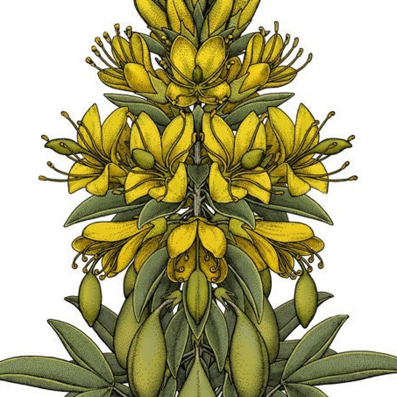 Emmaranthaceae - Etsy