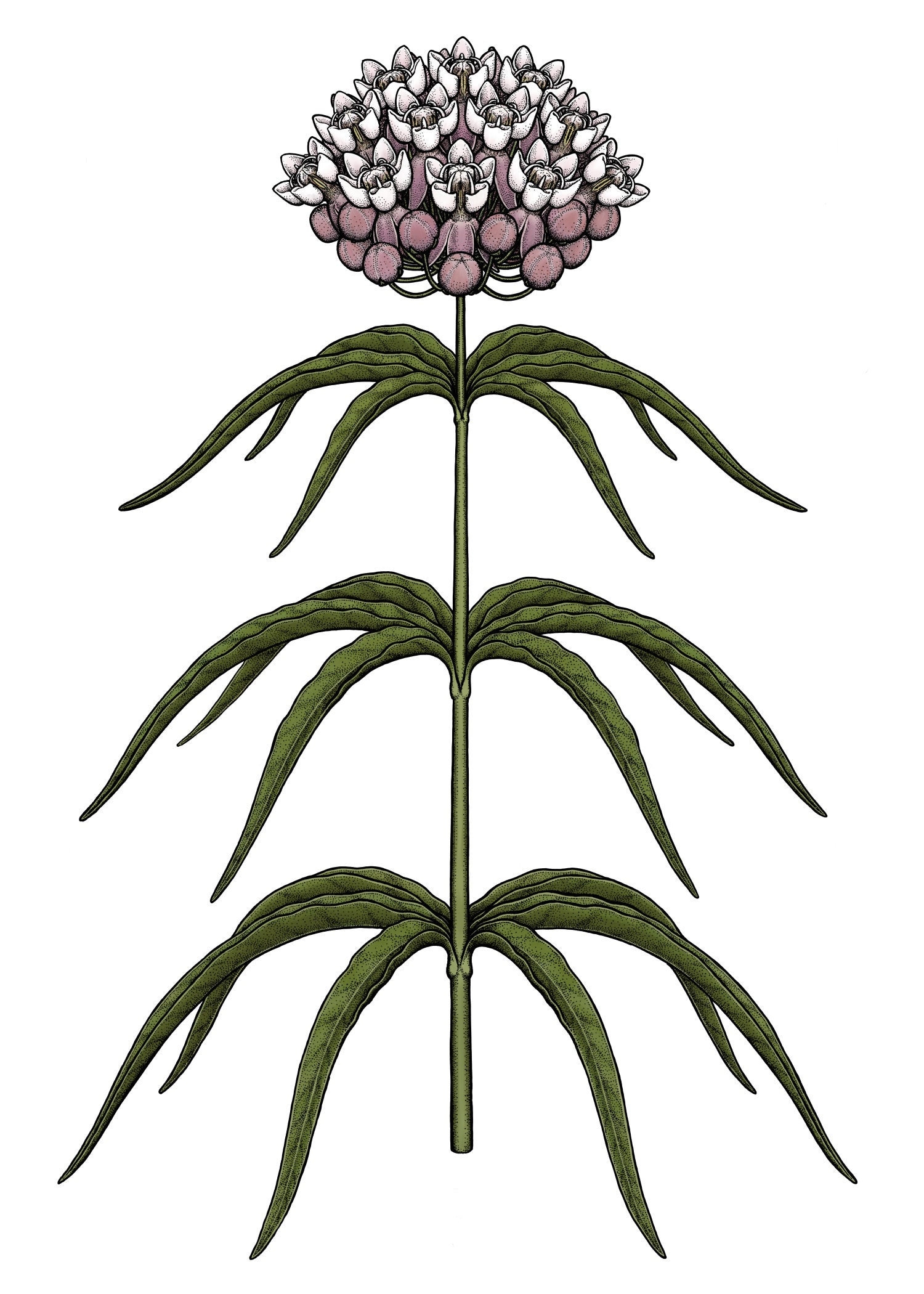 Milkweed Plant Illustration