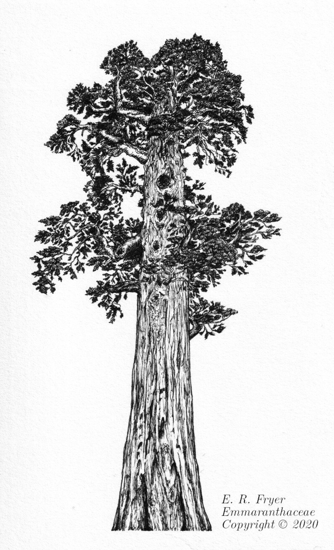General Grant Tree Illustration 4" X 7" Print - Etsy