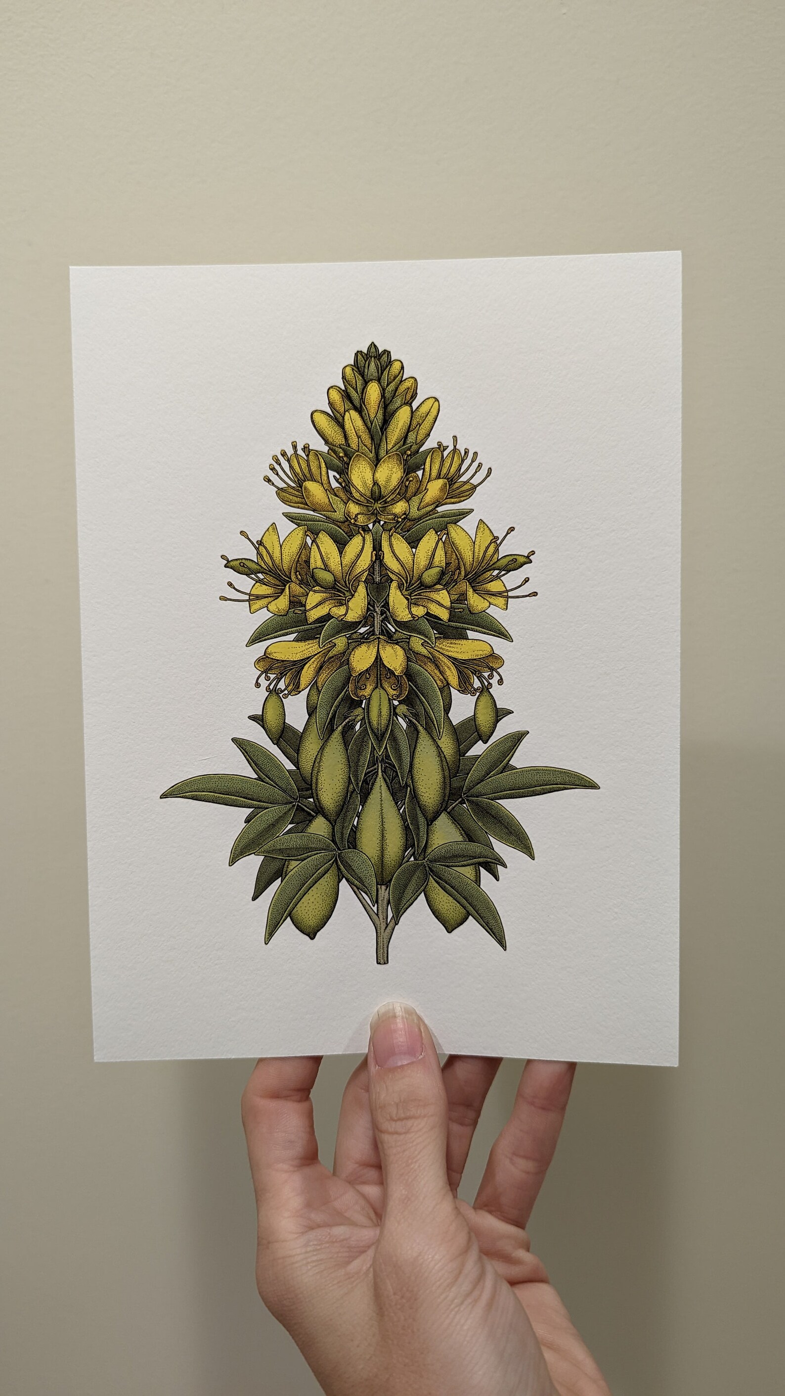 Bladderpod (cleomella Arborea) Illustration 6" X 8" Print - Etsy