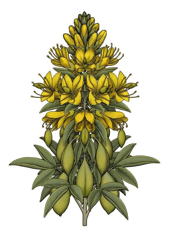 Bladderpod (cleomella Arborea) Illustration 6" X 8" Print - Etsy