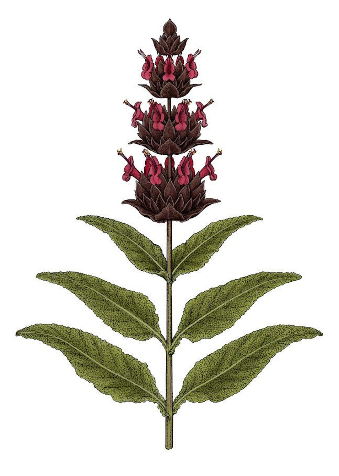Hummingbird Sage (salvia Spathacea) Illustration 6" X 8" Print - Etsy