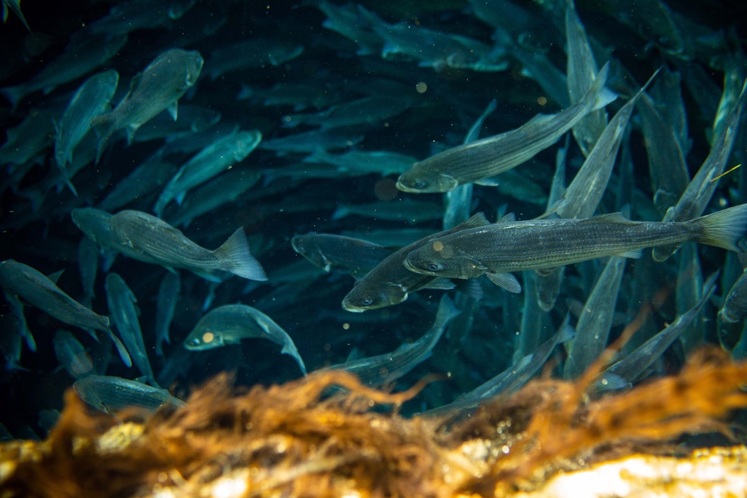 Fish-nado | Photograph | Color | Underwater | Nature | Wildlife - Etsy