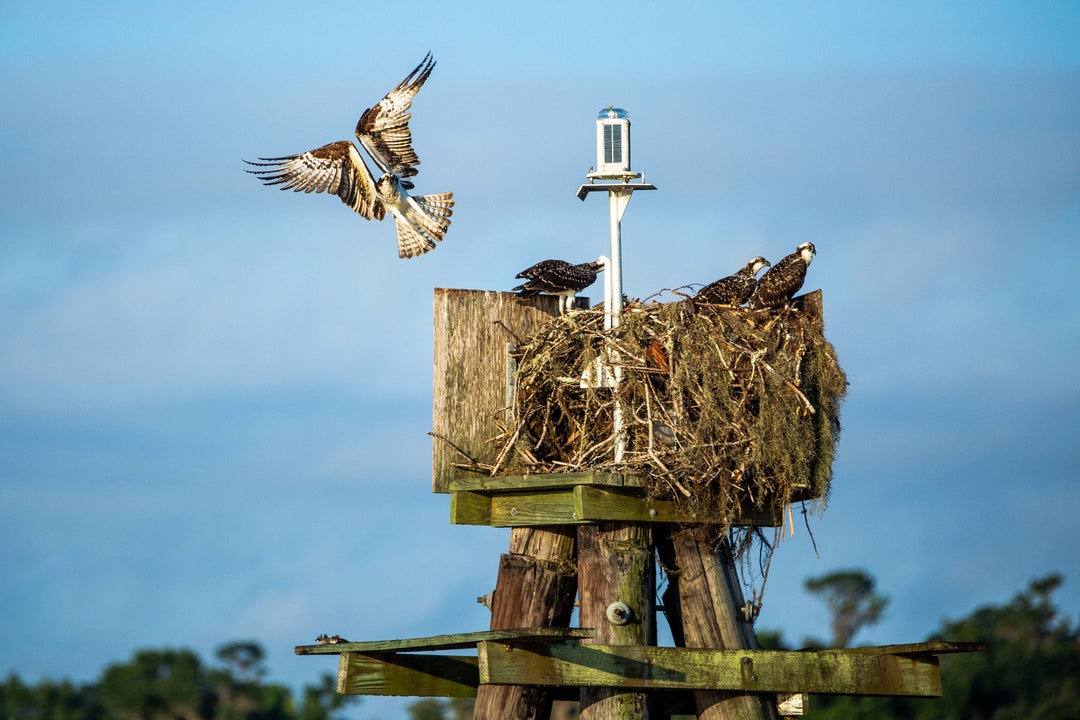 Startled | Photograph | Color | Animal | Nature - Etsy