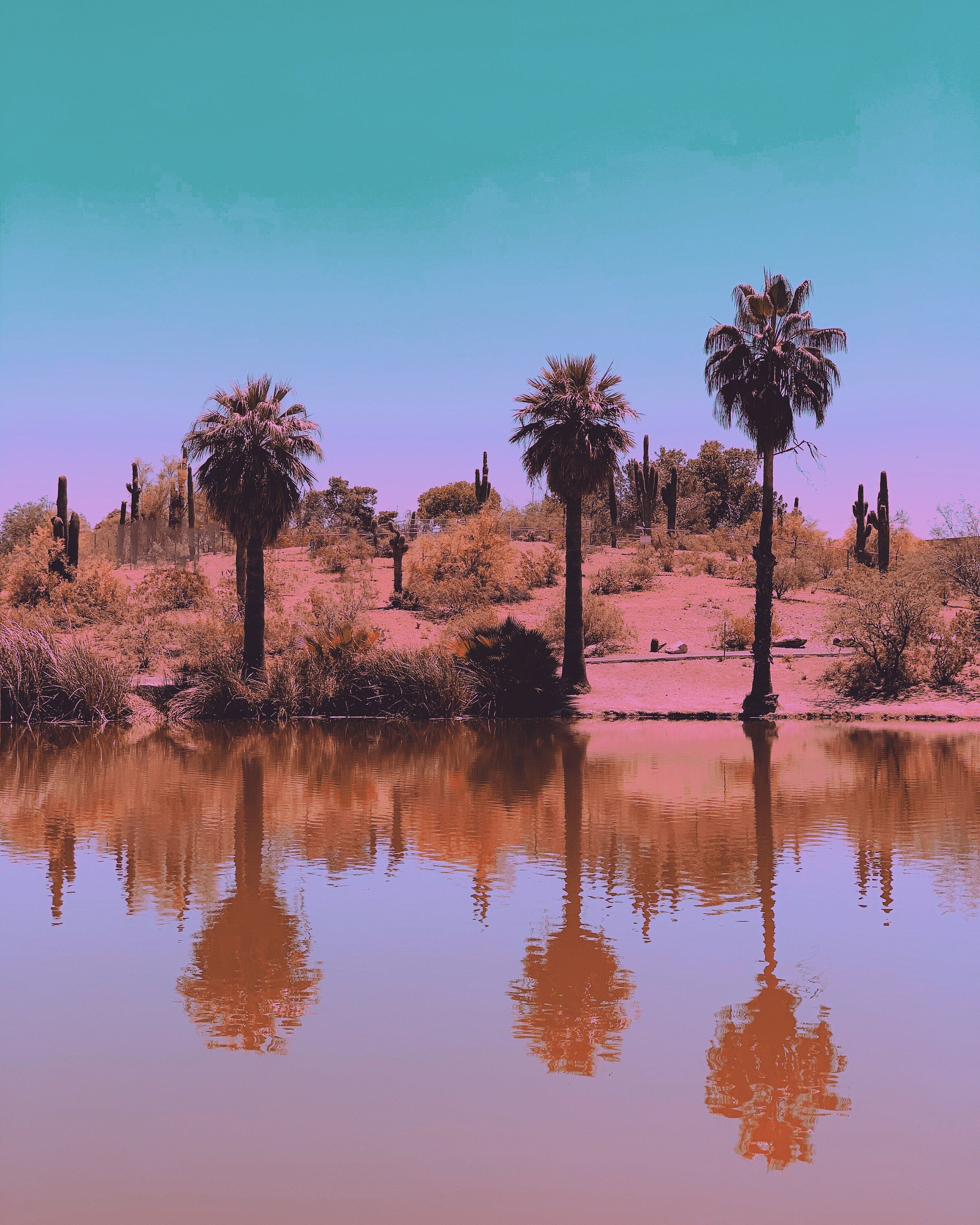 Tropical Desert - Etsy