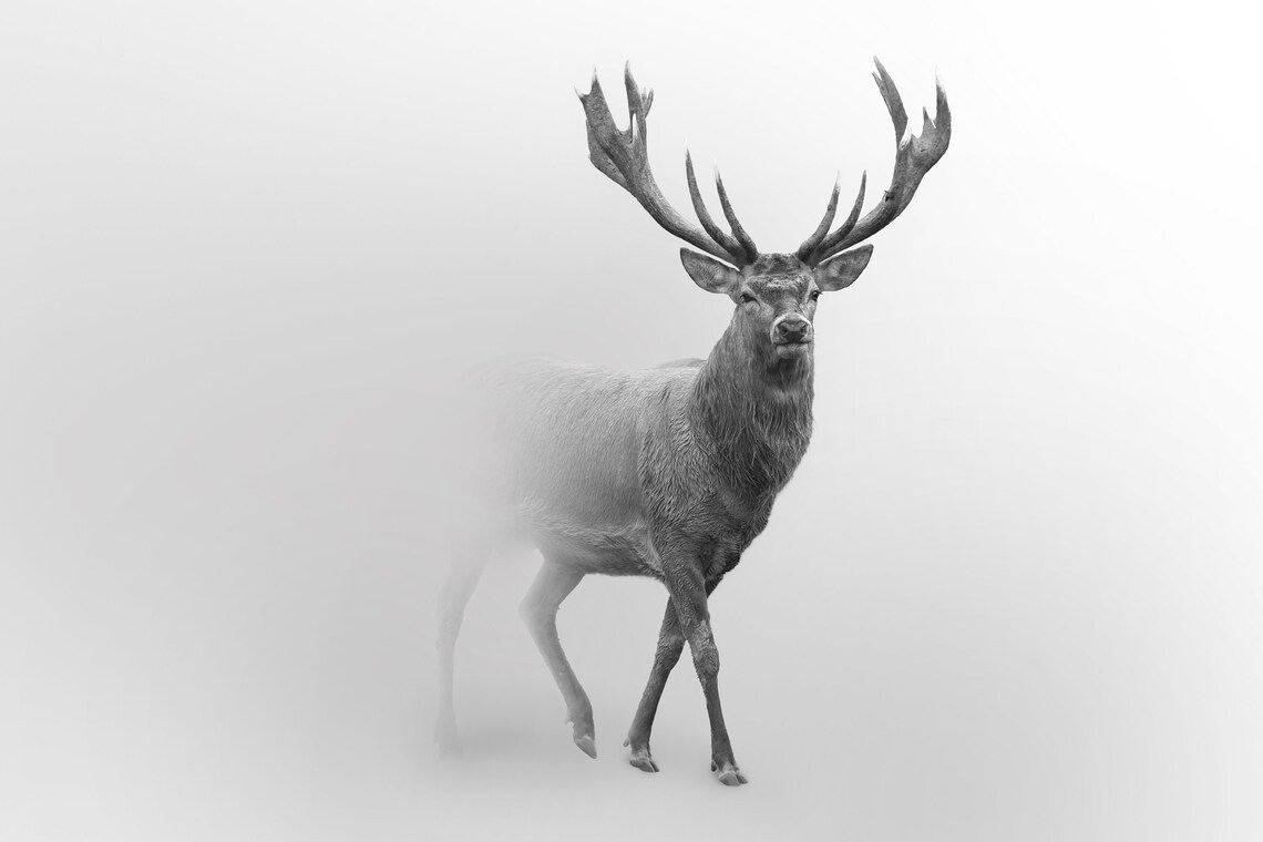Light Grey Photo Wallpaper With Deer Beautiful Misty Deer - Etsy Canada