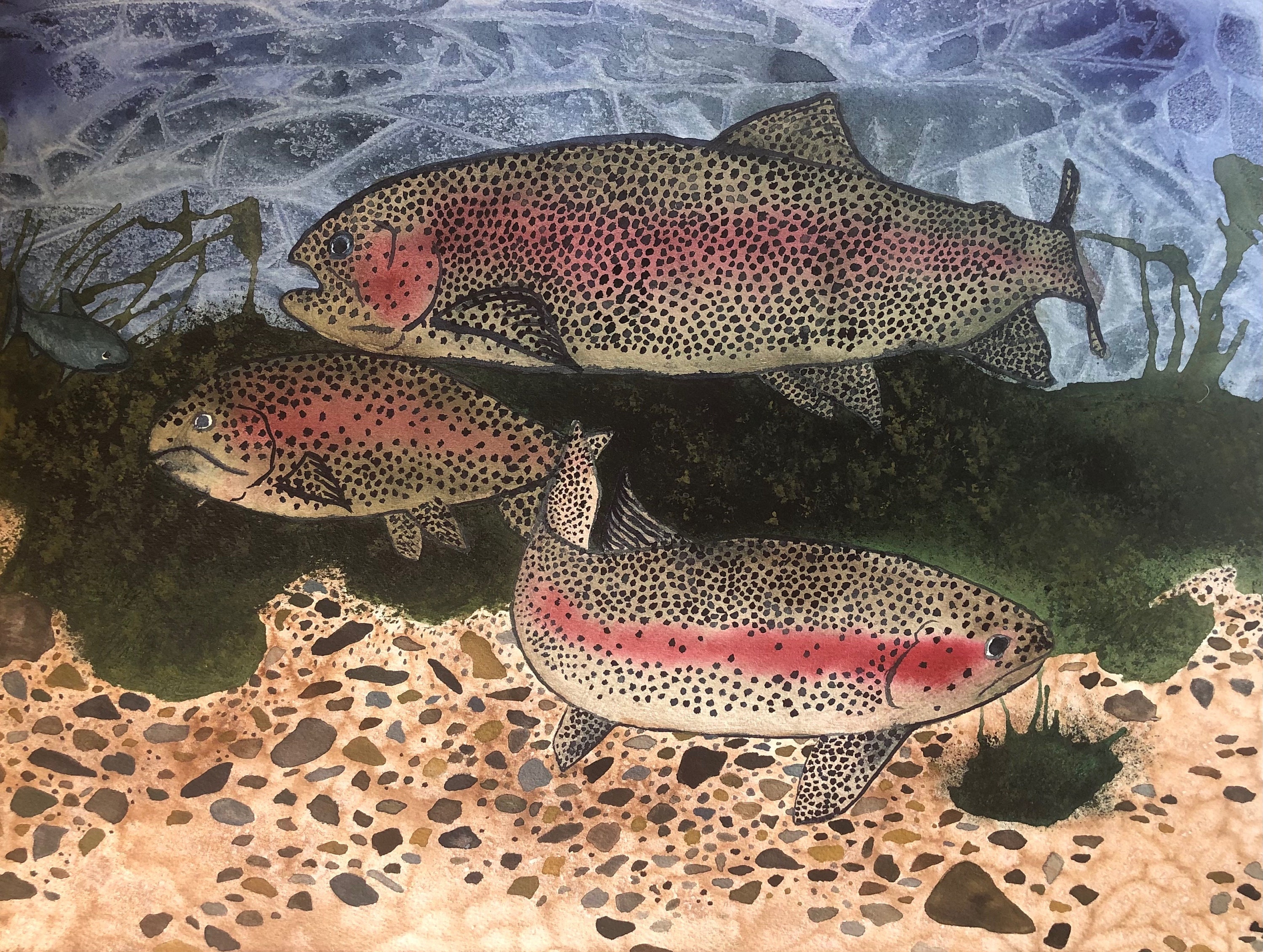 Sample Artwork Rainbow Trout - Etsy