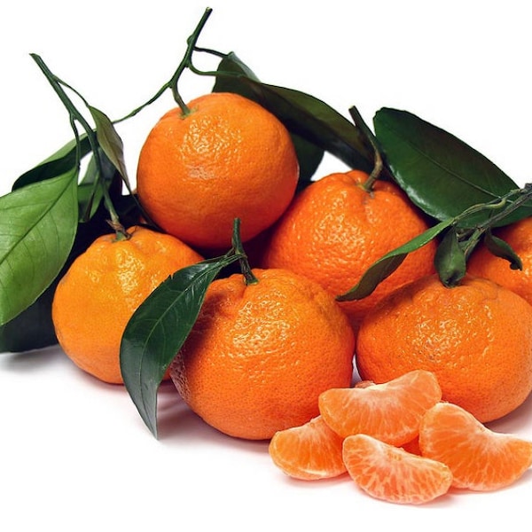 Satsuma Oranges - Etsy