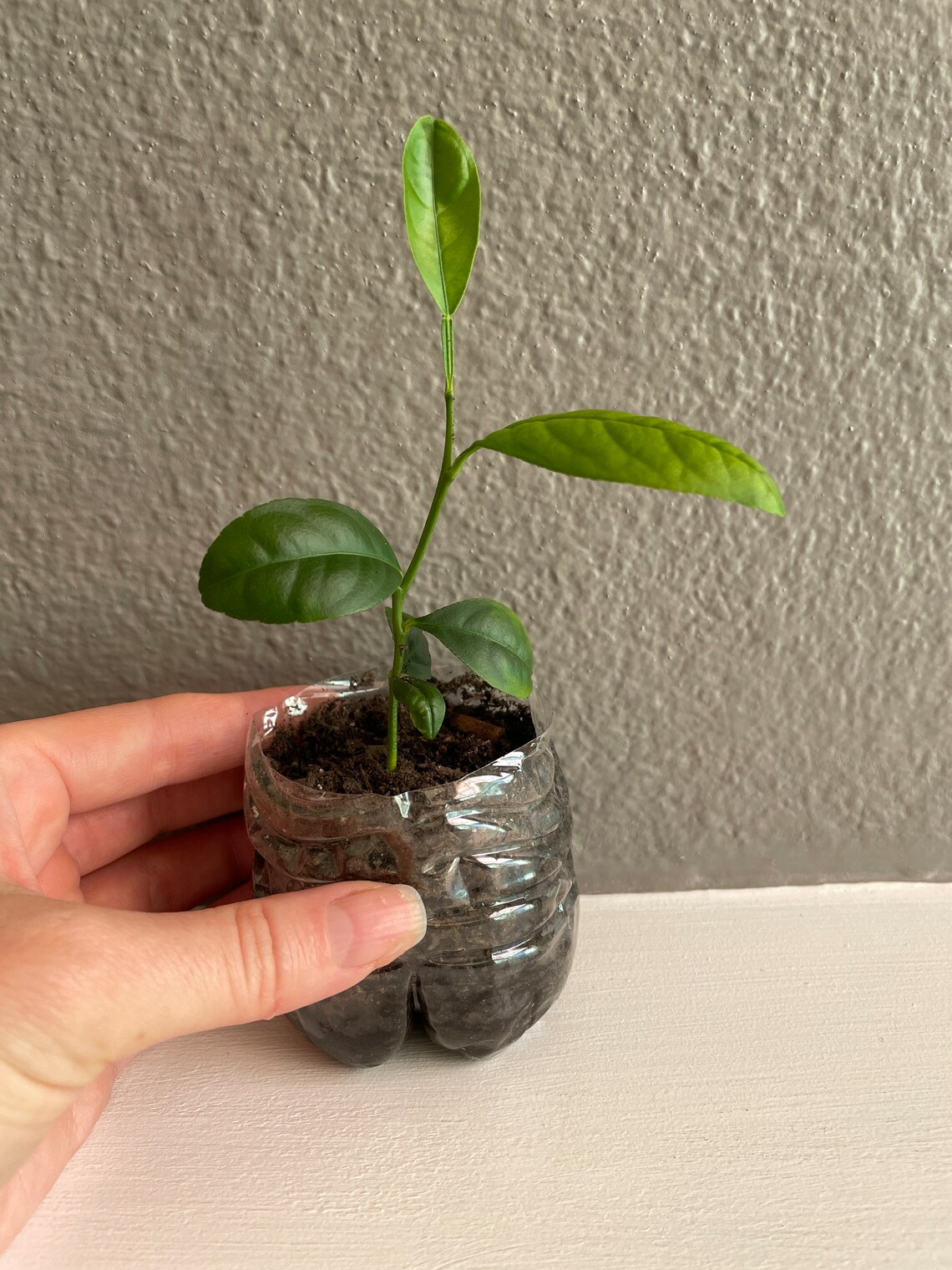 Meyer Lemon Seedling. Live Lemon Tree Sapling. Starter Plant - Etsy