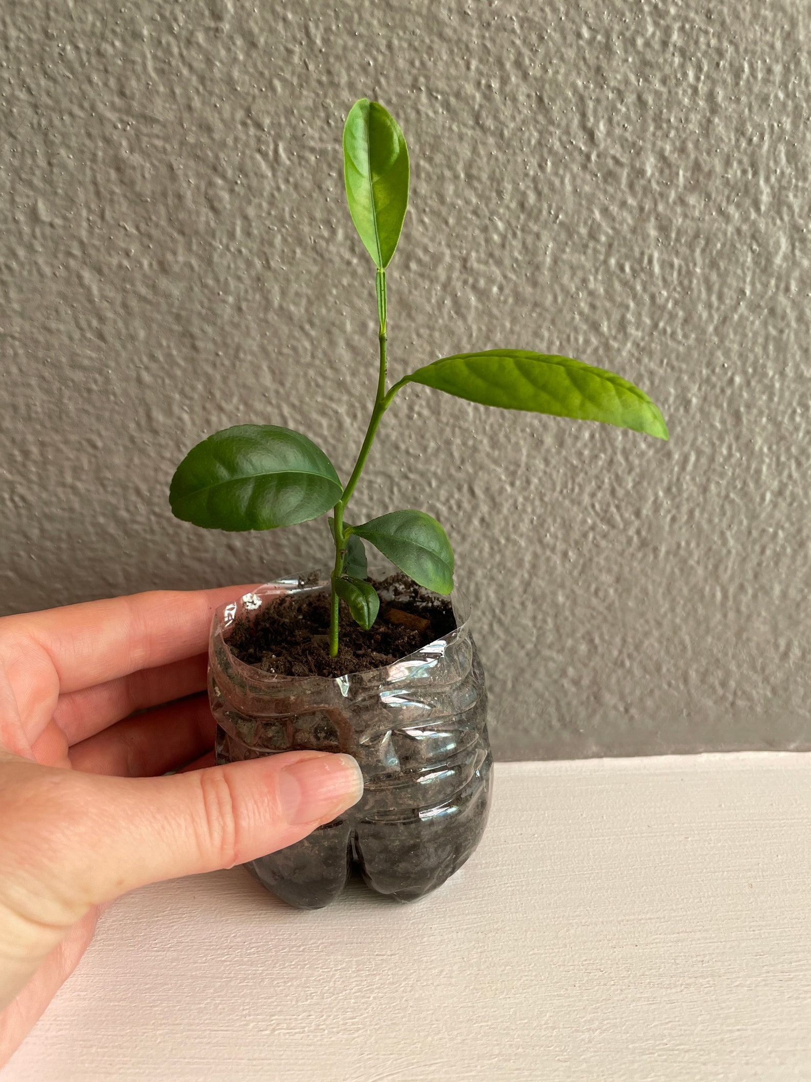 Meyer Lemon Seedling. Live Lemon Tree Sapling. Starter Plant - Etsy