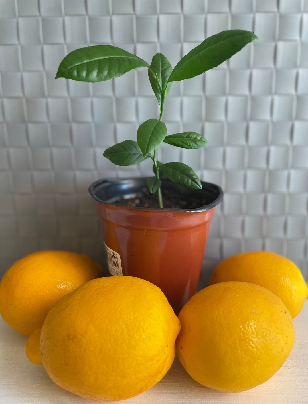 Meyer Lemon Seedling. Live Lemon Tree Sapling. Starter Plant From Seeds ...