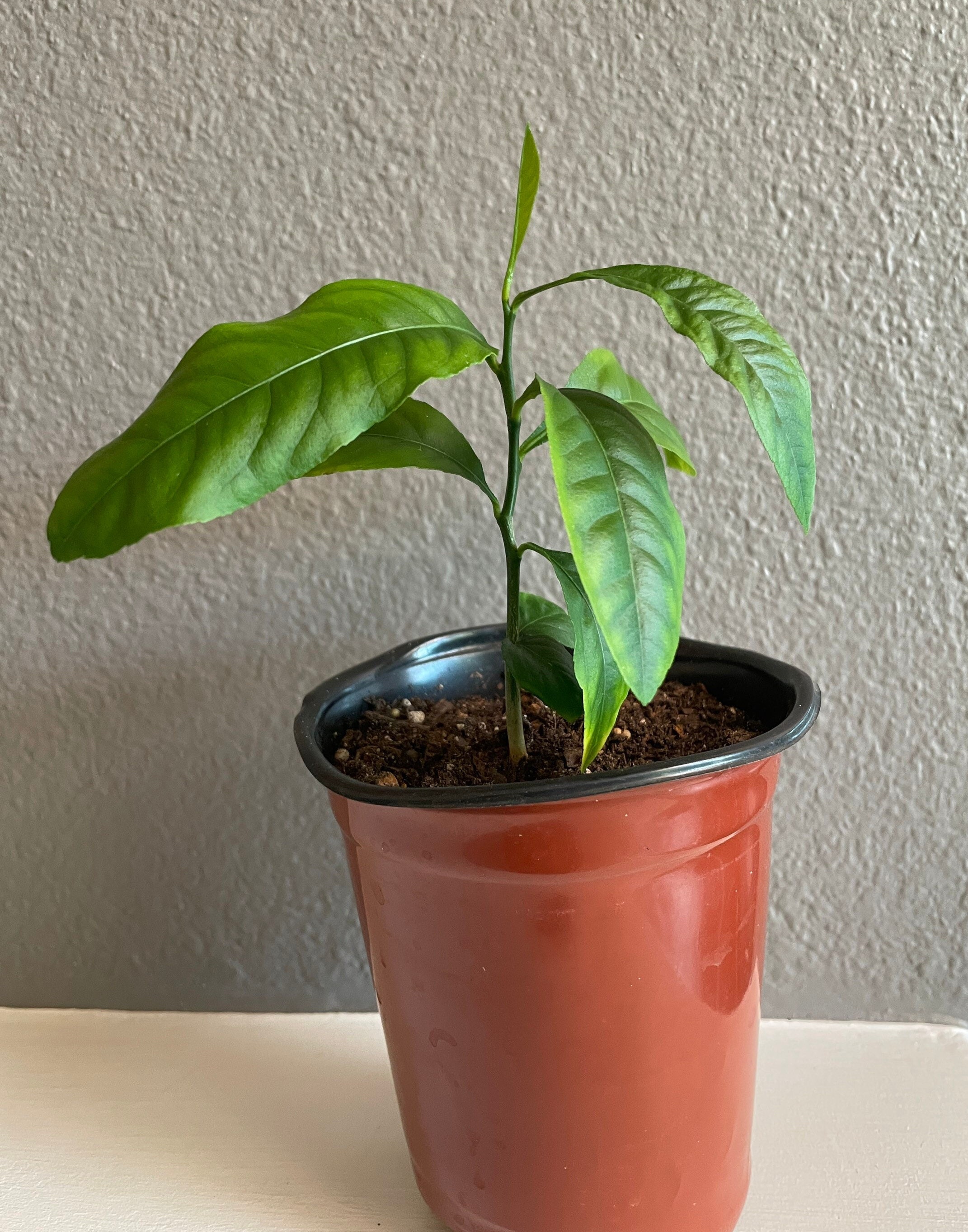Meyer Lemon Seedling. Live Lemon Tree Sapling. Starter Plant - Etsy