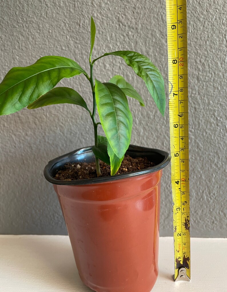 Meyer Lemon Seedling. Live Lemon Tree Sapling. Starter Plant - Etsy