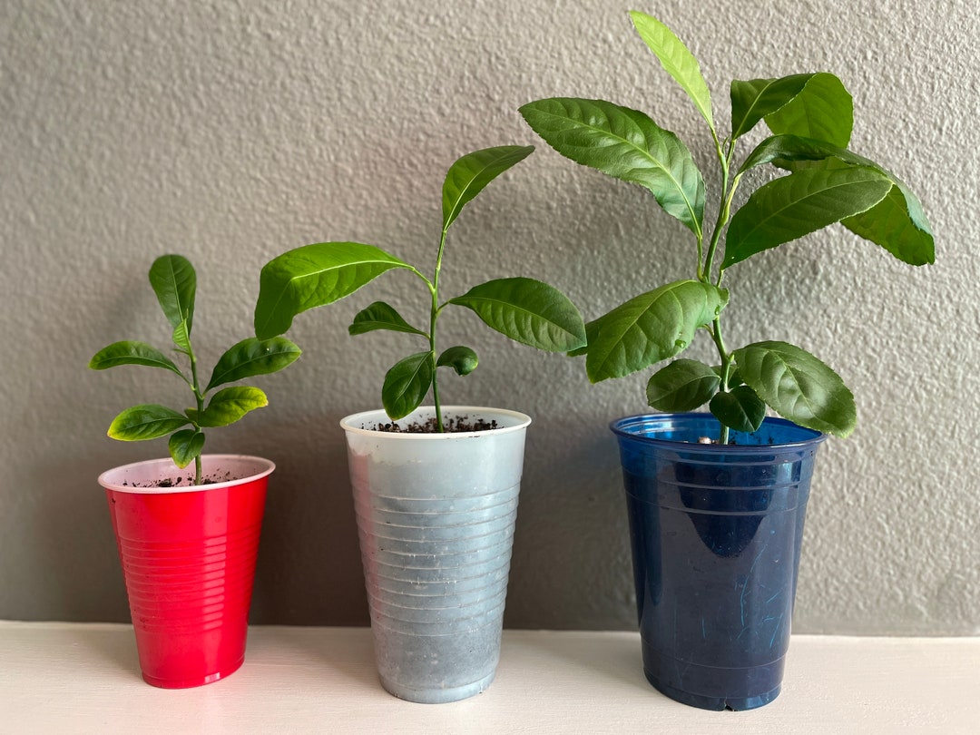 Meyer Lemon Seedling. Live Lemon Tree Sapling. Starter Plant From Seeds ...