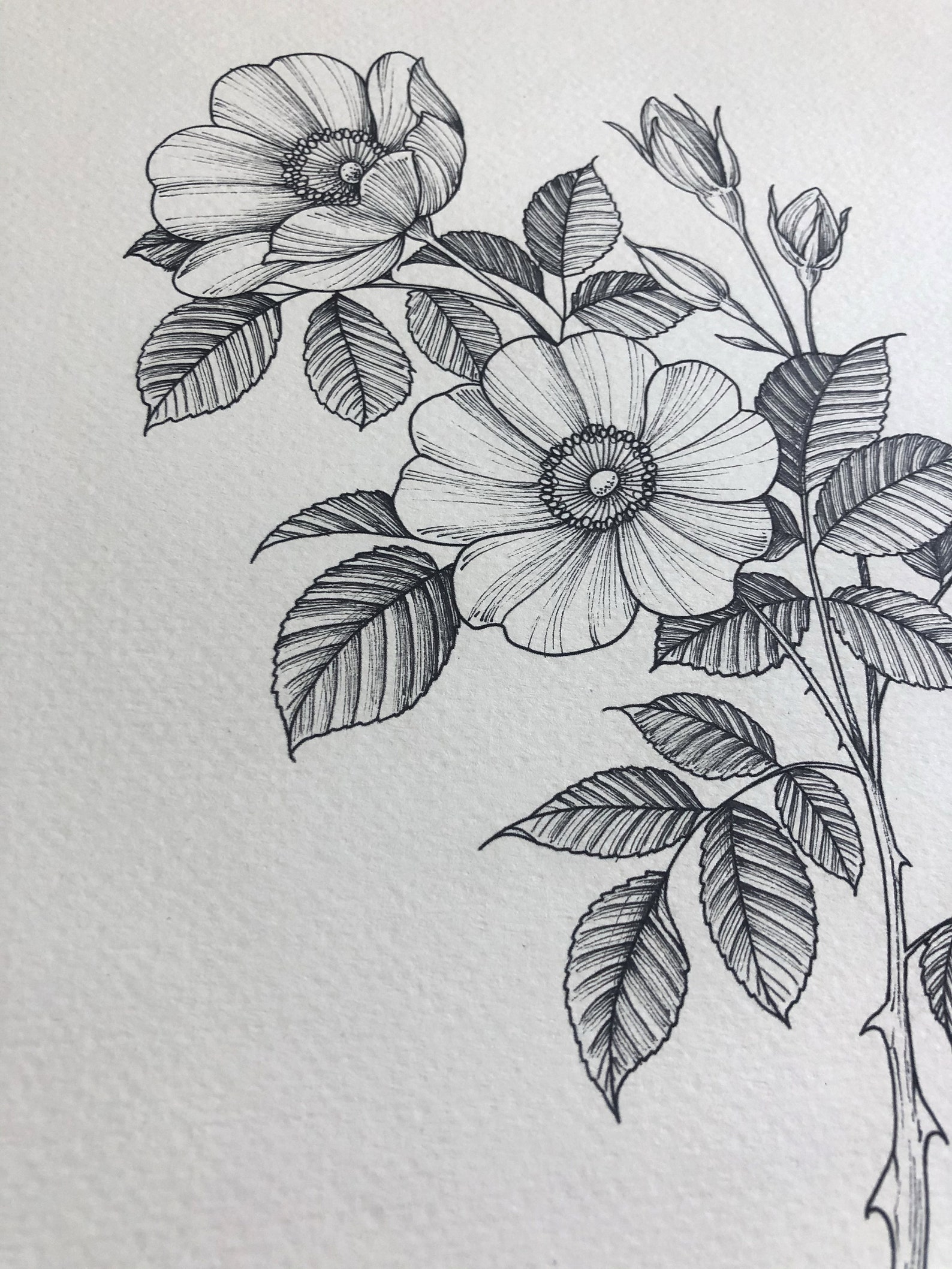 Dog Roses Wild Roses Flower Instant Download Print, Printable Wall Art ...