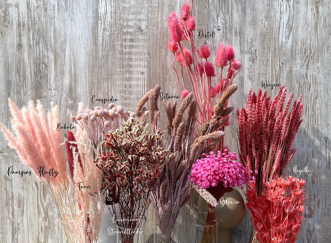 Rosa Trockenblumen getrocknete Blumen pink Pampas Craspedia Glixia ...