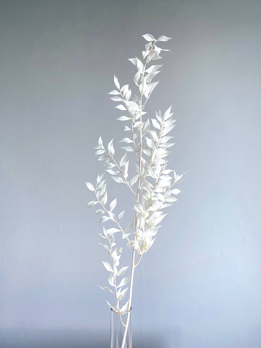 Dried Ruscus Butcher's Broom Ruscus Dried Flower in White Pink Apricot ...