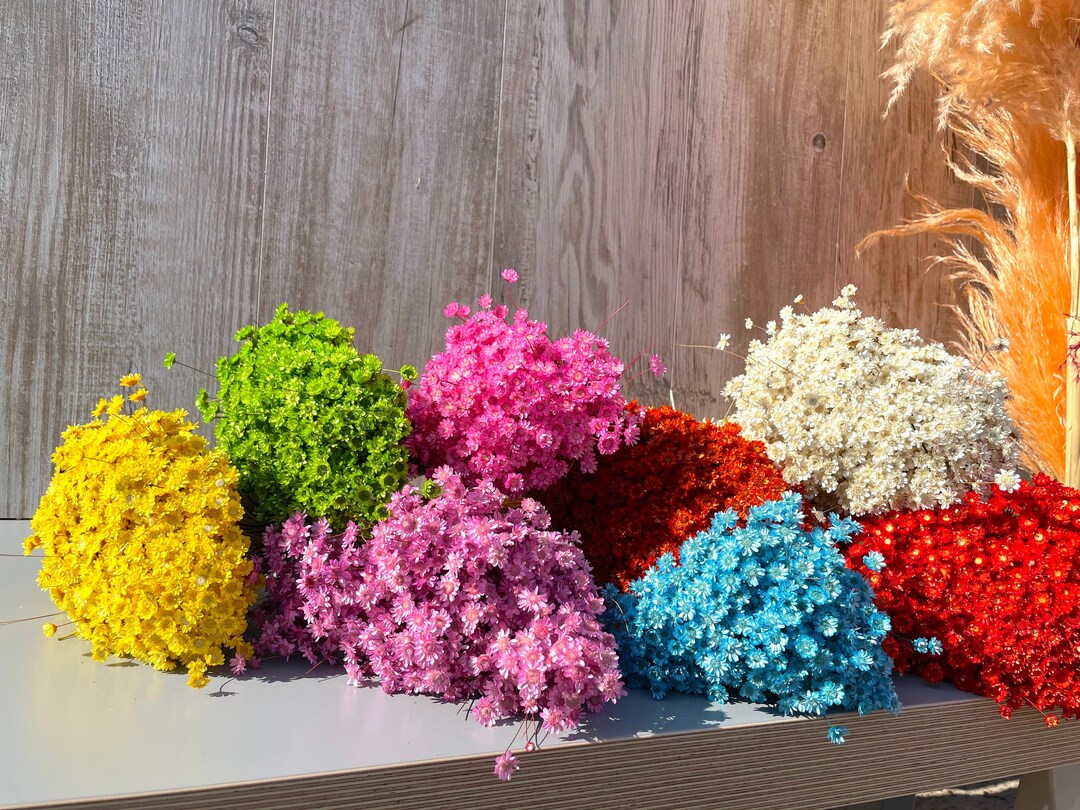 Glixia White Red Blue Pink Dried Flowers Pink Lilac Yellow Green Orange ...