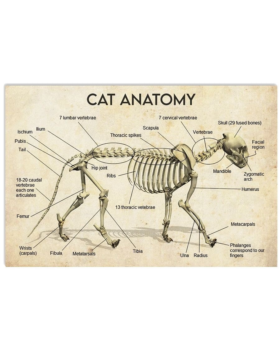 Cat Skeleton Diagram
