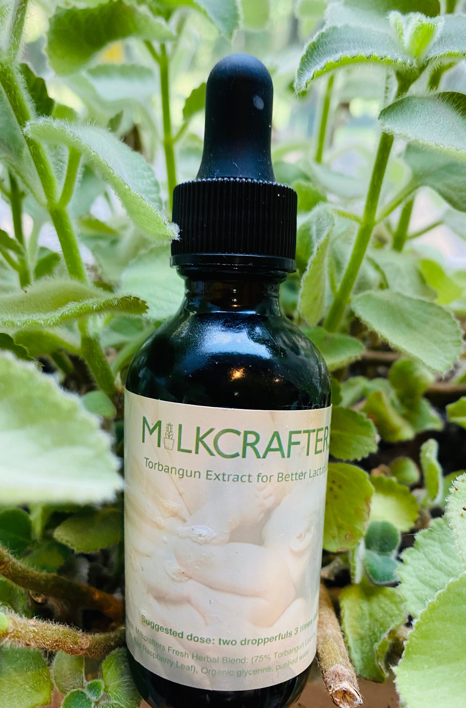 4 Oz. Torbangun Extract for Breastfeeding Moms! Alcohol-free ...
