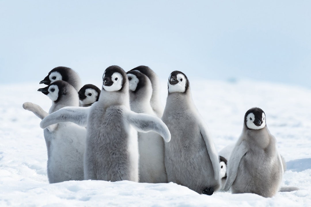 Penguin Chicks Fabric Panel - BLB-005 - Panel Size is 24” X 16 ...