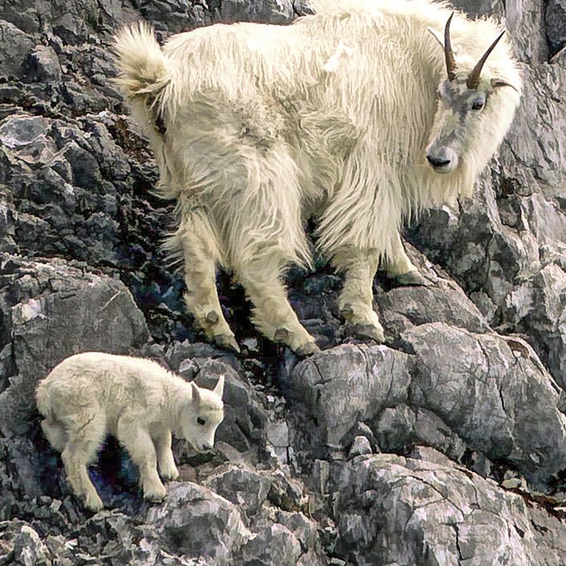 Cliff by White Mountain - Etsy