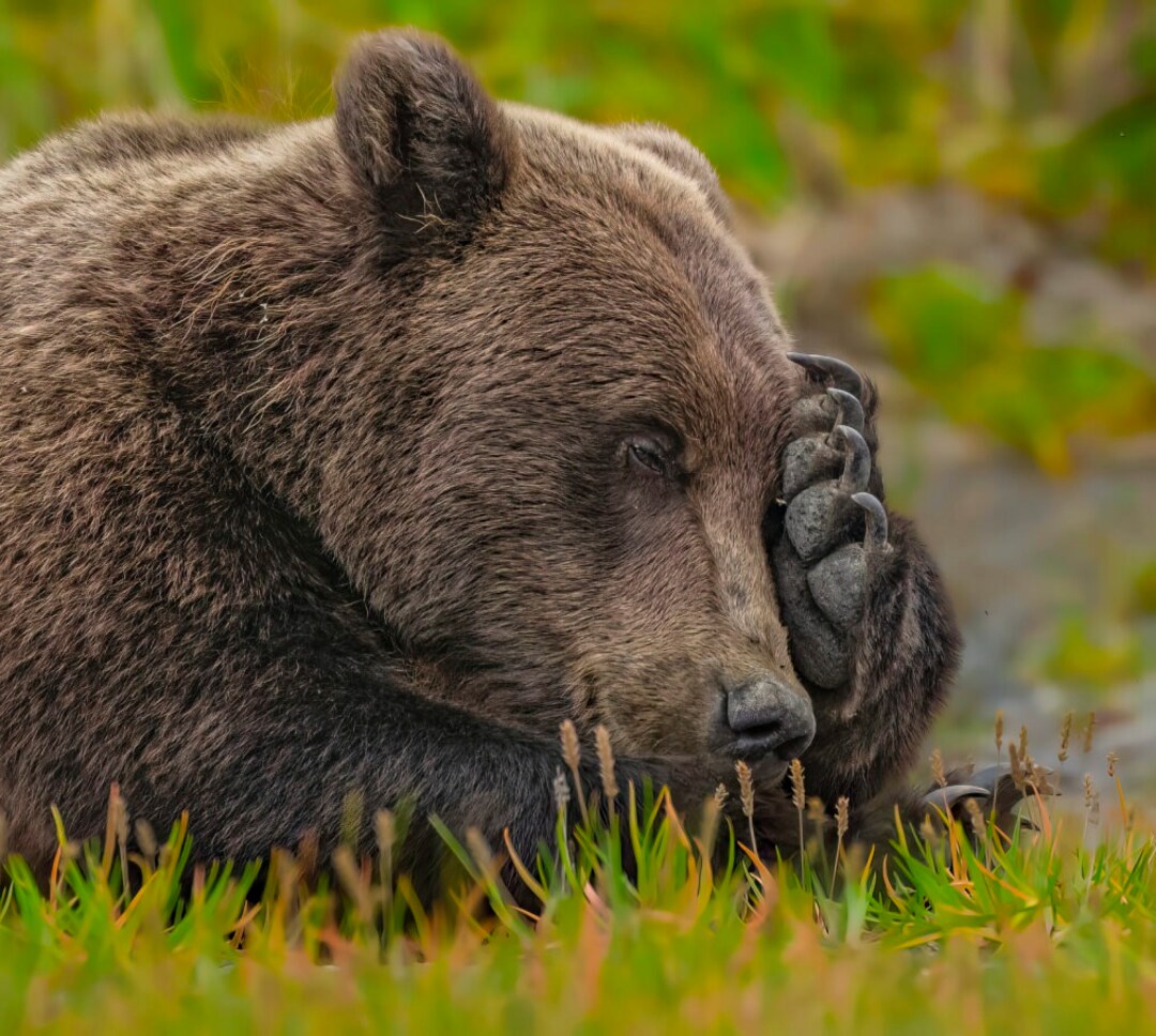 Alaskan Coastal Brown Bear Fabric Panel - JAP-006, Panel Size is 21.5 ...