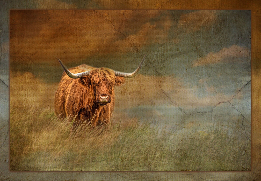 Highland Cow Fabric Panel, Quilt Panel, Quality Quilting Cotton ...