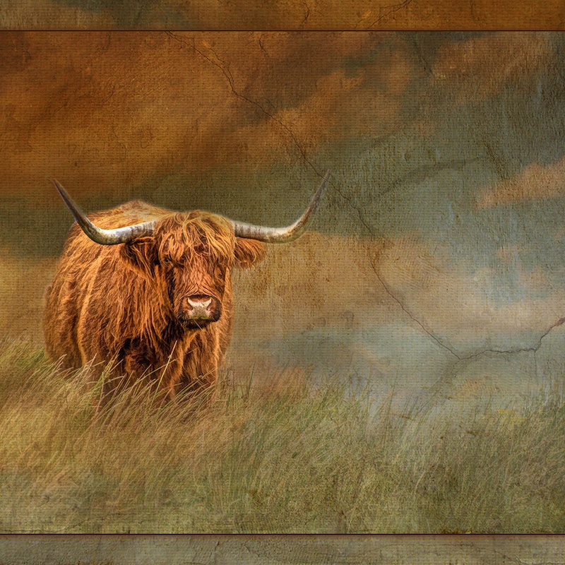 Highland Cow Fabric - Etsy