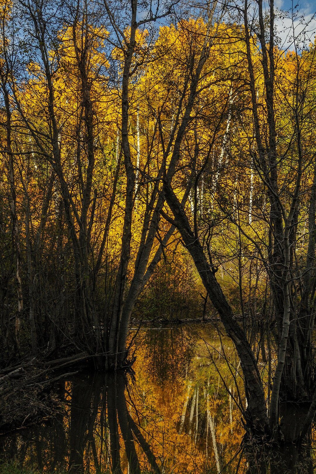 Aspen Fall Color Fabric Panel - SFC-001, Panel Size is 16” X 24 ...