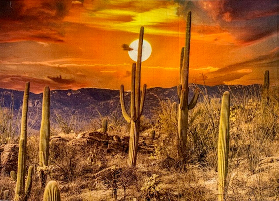 Saguaro Moon Quilt Panel, Panel Size is 24” X 16” - DCS-010, Quality ...