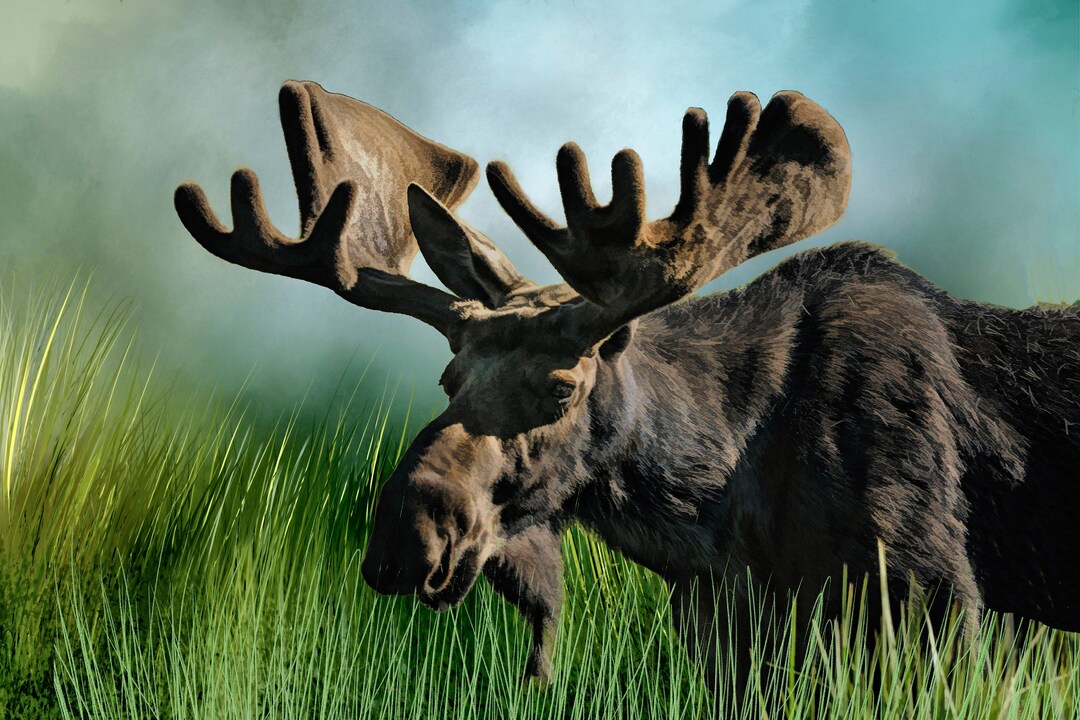 Bull Moose in Velvet Fabric Panel, Quilt Panel, Quilting Cotton Fabric ...