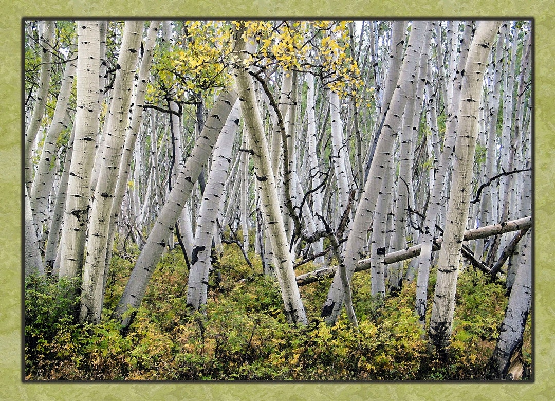 Single Leaning Aspen/birch Fabric Panel - SFC-003, Panel Size is 16.75 ...