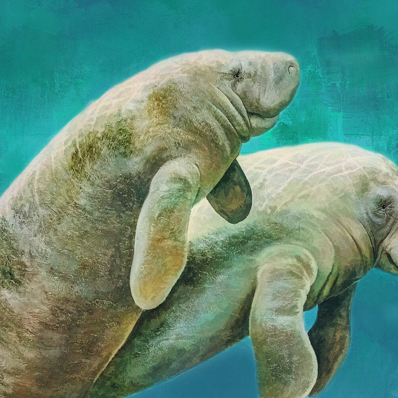 Manatee Fabric - Etsy