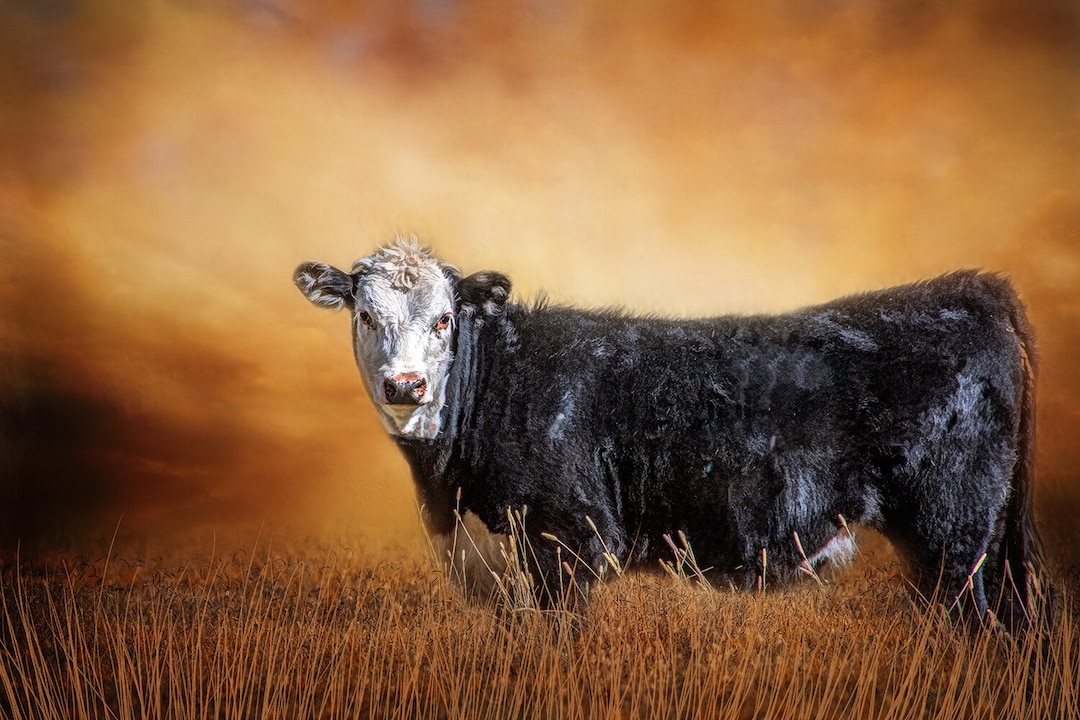 Integrated Cow Fabric Panel, Quilt Panel, Quilting Cotton Fabric, Farm ...