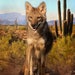 Desert Coyote Fabric Panel - ANW-021 - Panel Size is 14” X 20”, Quality ...
