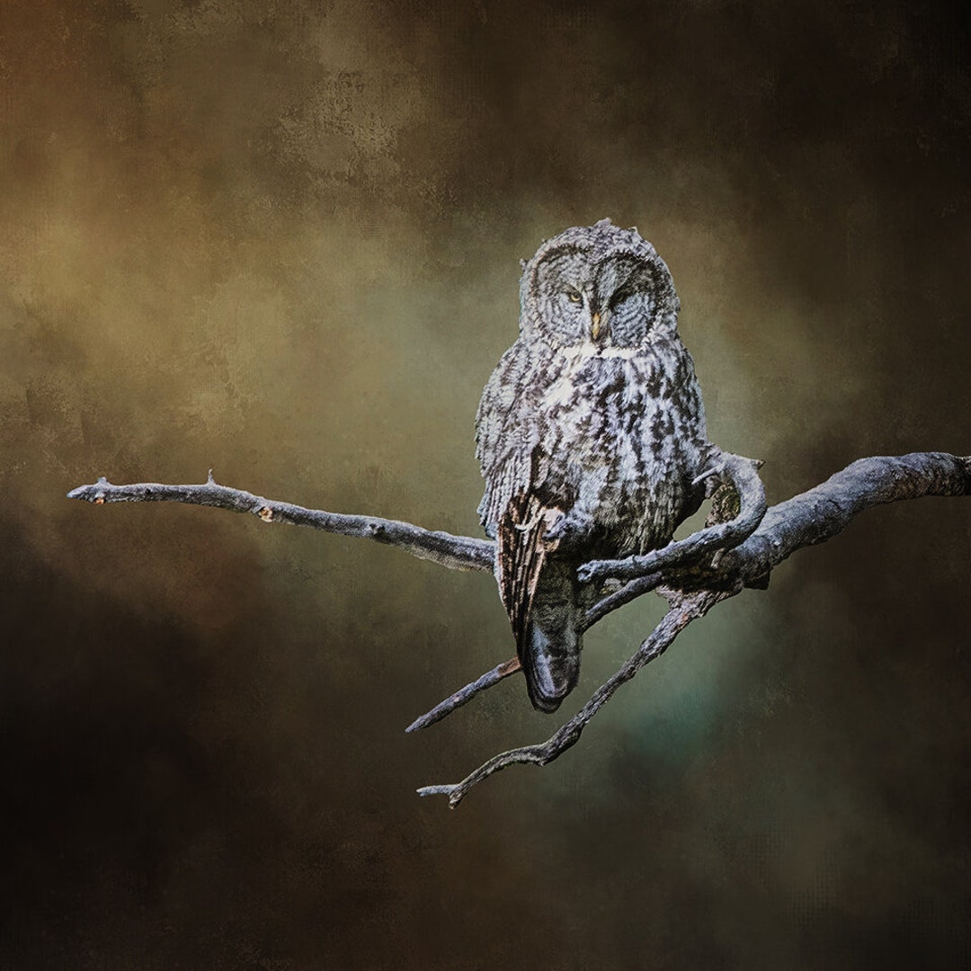 Lil' Owl Fabric Panel - BBP-012 - Panel Size is 16” X 16”, Quality ...