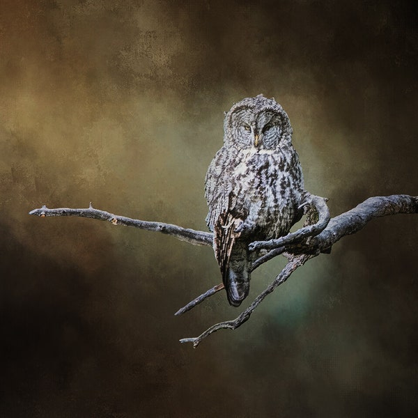 Owl Quilt Panels - Etsy