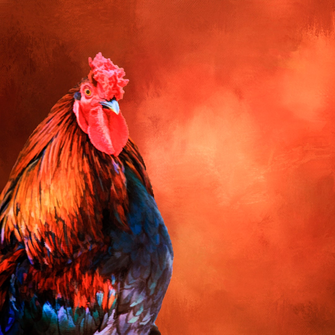 Vibrant Rooster Fabric Panel, BCR-005, Panel Size is 16” X 16”, Quality ...