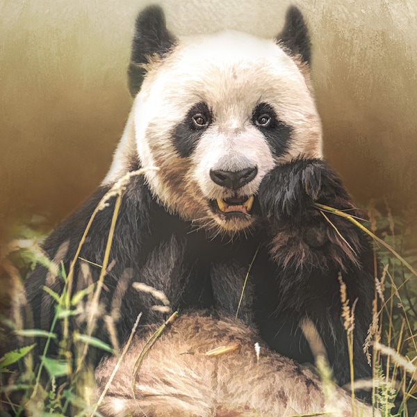 Panda Bear Quilt Panel - Etsy